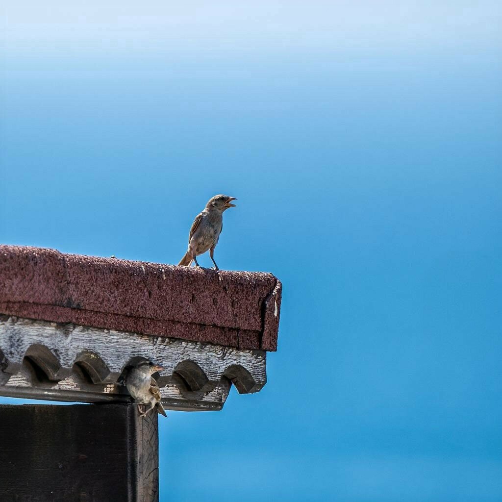 Konut blokları Begonvil Evleri Sitesi, Bodrum, foto