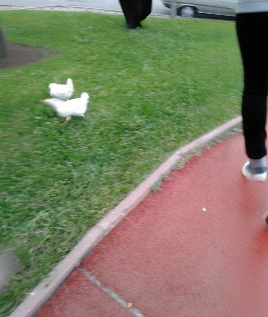 Kültür ve eğlence parkları Bosna Hersek- Doboy Yug Parkı, Ankara, foto