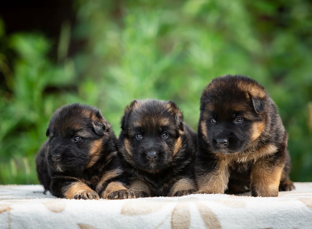 Evcil hayvan yetiştiricileri Atapaski, Yaroslavskaya oblastı, foto