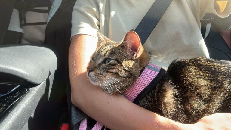 Yol kenarı dinlenme alanı Придорожная зона отдыха, Tverskaya oblastı, foto