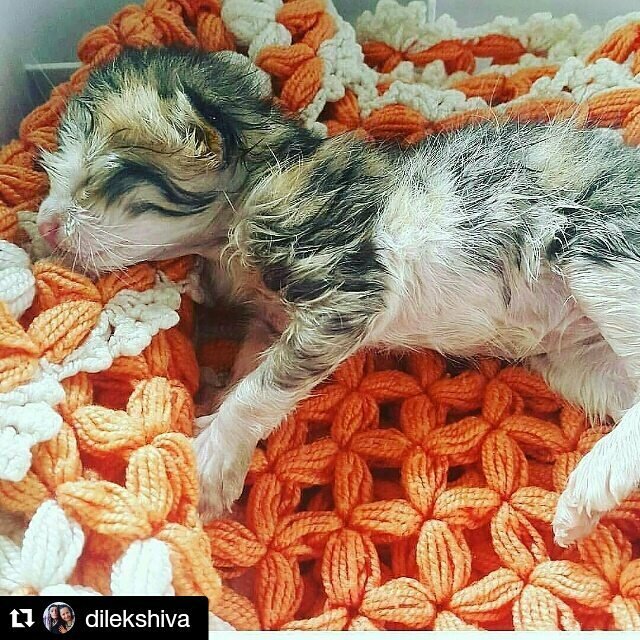 Petshop Pet Yuvası Petshop, İstanbul, foto