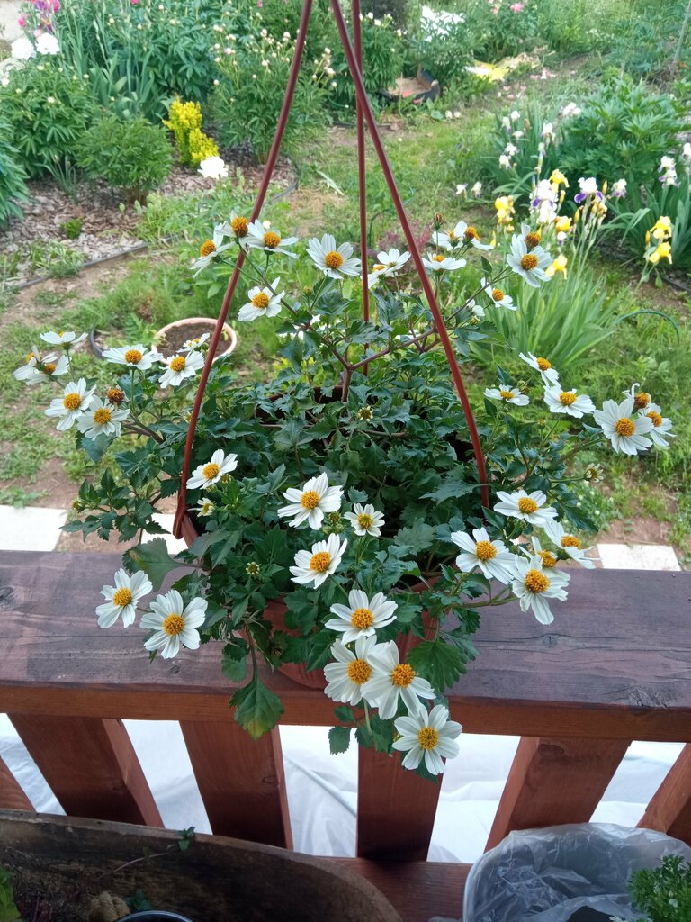 Çiçek pazarı Свои Цветы, Perm, foto