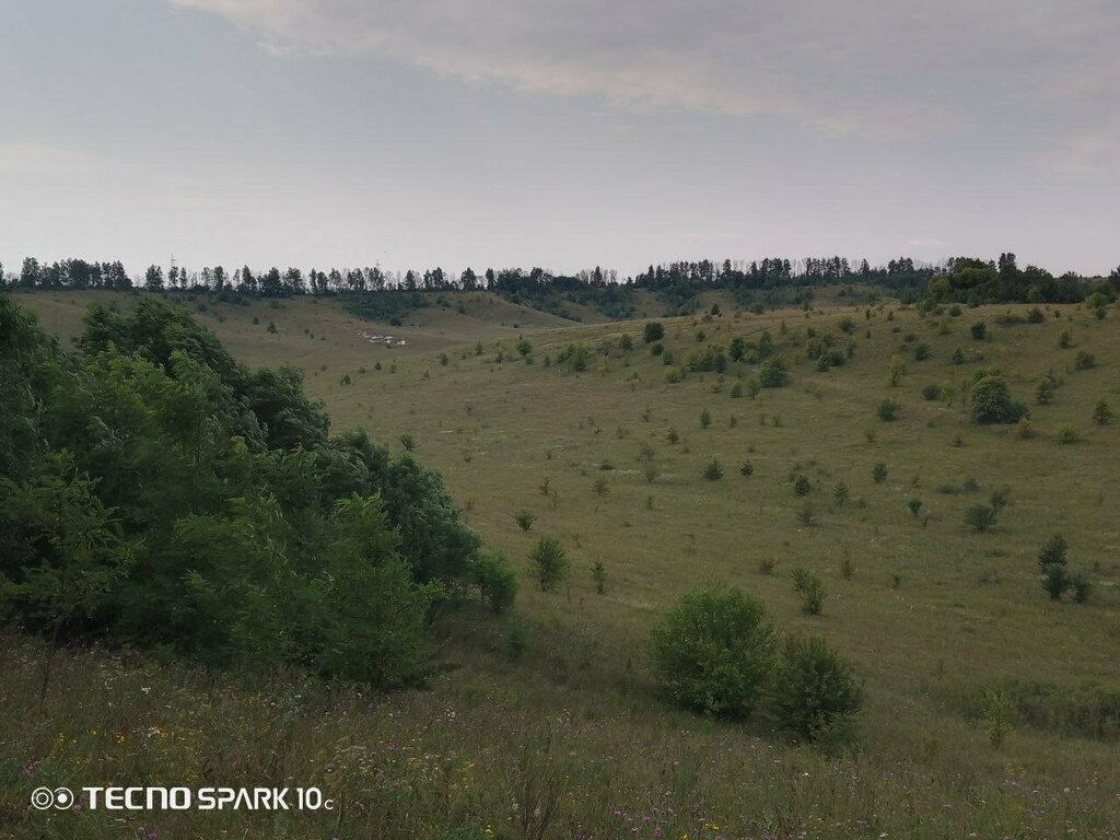 Orman Сенной лес, Belgorodskaya oblastı, foto