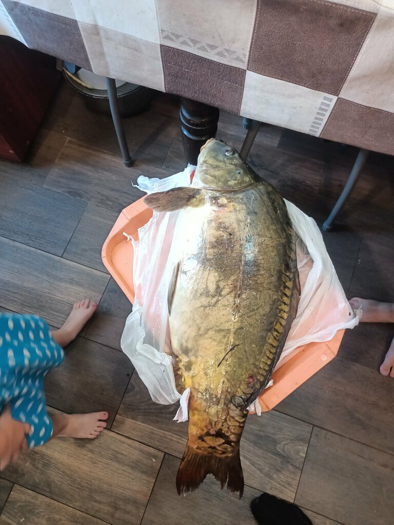 Tatil köyleri Зиловский пруд, Belgorodskaya oblastı, foto