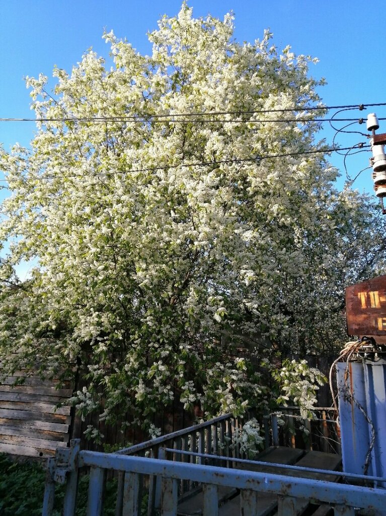 Gayrimenkul yönetimi Lyubitel snt, Moskova, foto