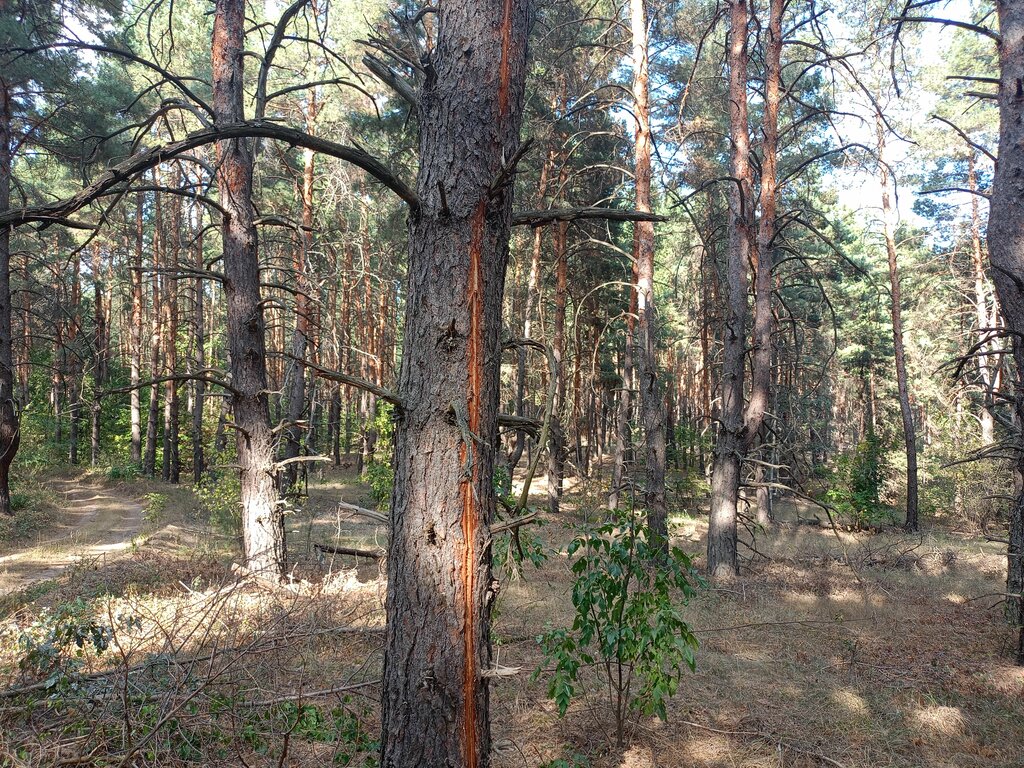 Orman урочище Буденновские сосны-1, Belgorodskaya oblastı, foto