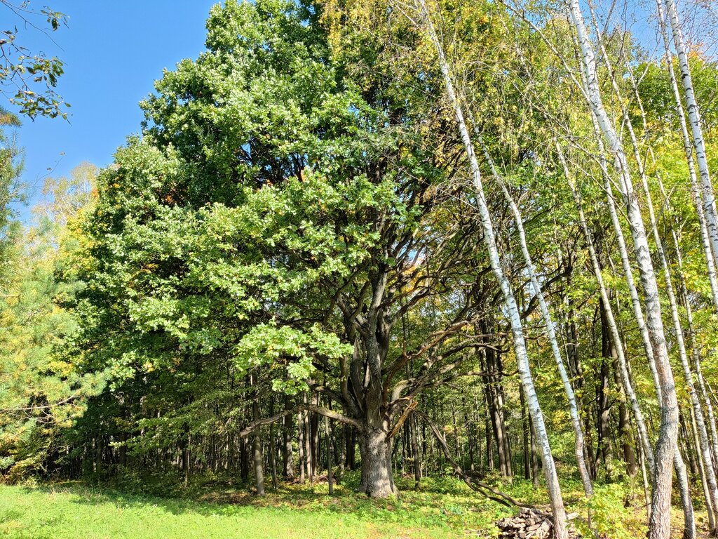 Doğa Дуб, Kalujskaya oblastı, foto