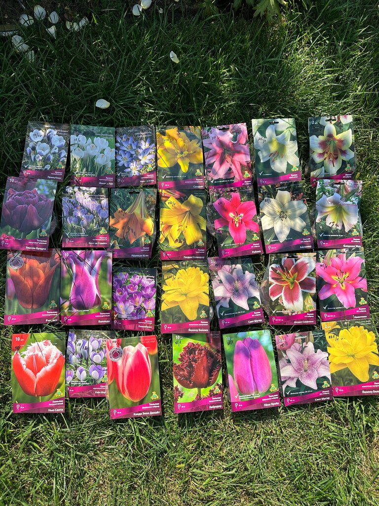 Tohum satan yerler Семена, Griazi, foto