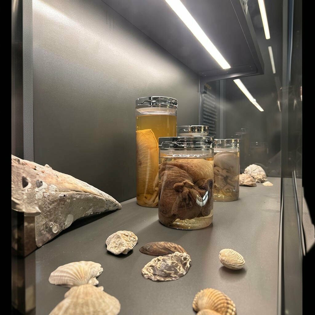 Müzeler ve sanat galerileri Trakya Üniversitesi Doğa Tarihi Müzesi, Edirne, foto