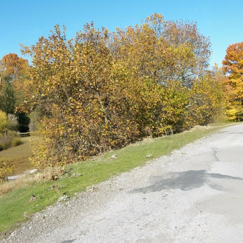 Muhtarlıklar Akpınar Köy Muhtarlığı, Bayramiç, foto