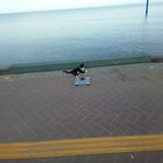 Jimmy Joker (Mersin, Mezitli, Viranşehir Mah., 34301. Sok.), kafe  Mersin'den