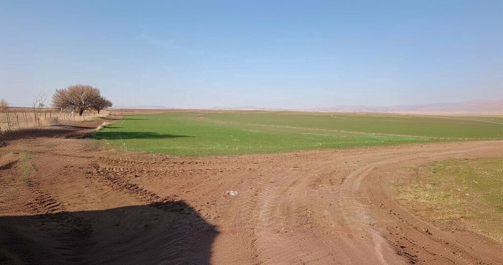 Bahçe Başkent Rulo Çim, Balâ, foto