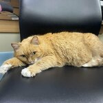 Chastnaya veterinarnaya klinika (pereulok Neftyanikov No:8, mikrorayon Raduzhny), veteriner klinikleri  Muravlenko'dan