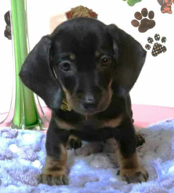 Petshop Amazing Pets Life, Dubai, foto