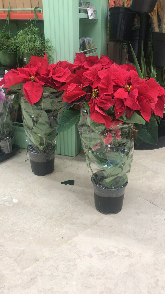 Çiçekçiler Gizlibahçe Seracılık, İstanbul, foto