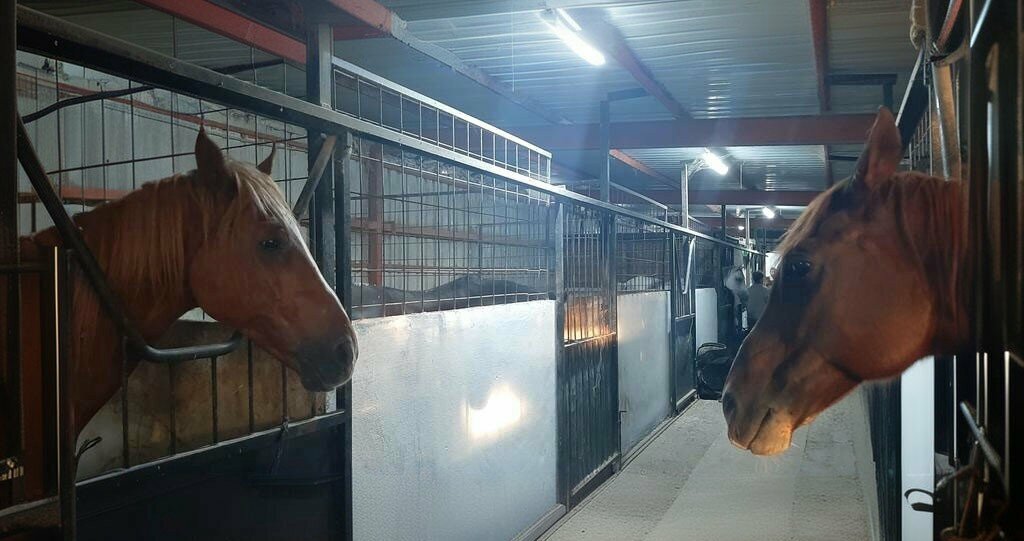 Spor kulüpleri Çatalay Binicilik Atlı Spor Kulübü, İstanbul, foto