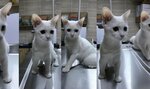 Nesil Pet Veteriner Kliniği (Aksaray, Aksaray Merkez , 29. Cad., 54), veteriner klinikleri  Aksaray'dan