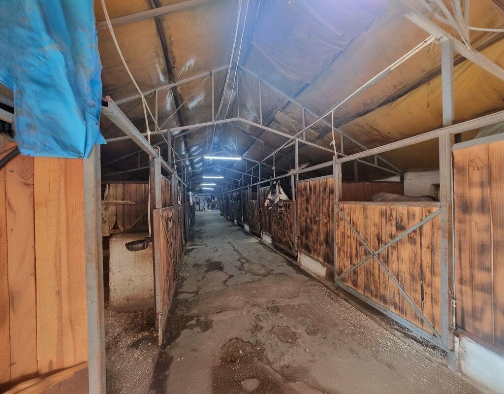 At ve binicilik kulüpleri Mustang At Çiftliği, Talas, foto