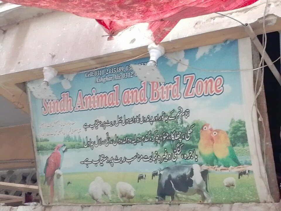 Petshop Sindh Animal band bird zone, Karaçi, foto