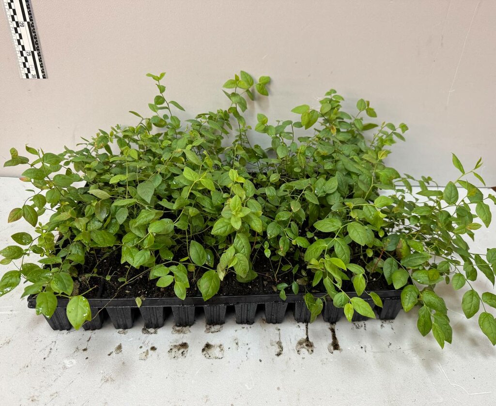 Fidan yetiştiriciliği Eliteberry, Svetlahorsk, foto