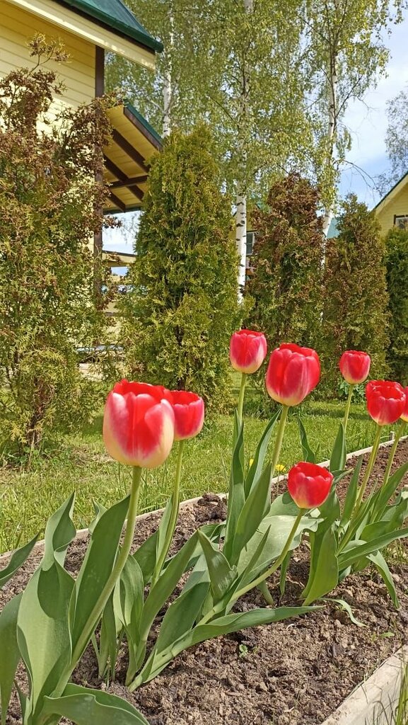 Konuk evi Лукино-Парк, Moskova ve Moskovskaya oblastı, foto