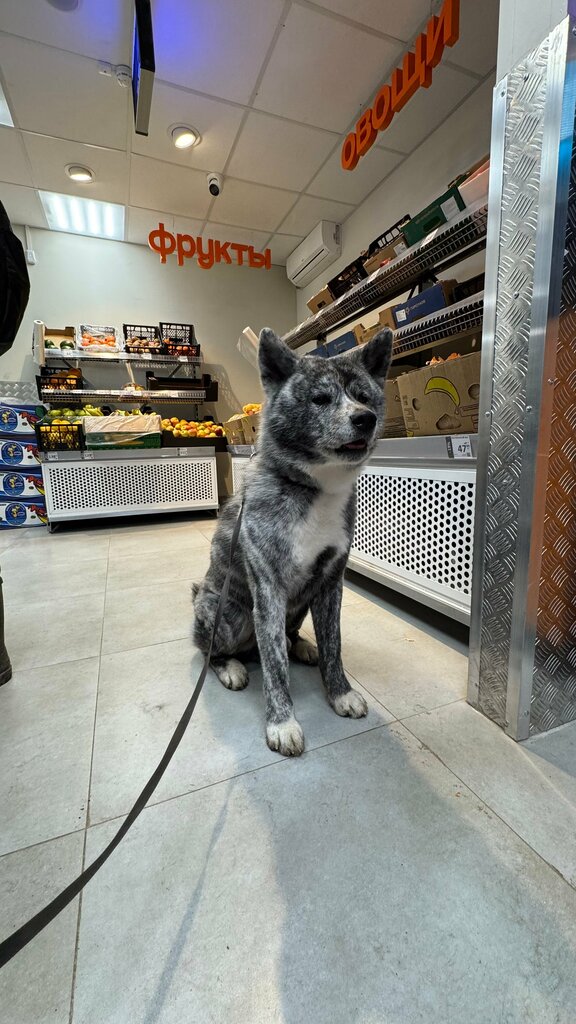 Süpermarket Dixy, Moskova ve Moskovskaya oblastı, foto