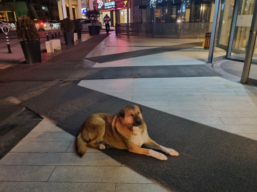 Satış ofisi Sinpaş Altınoran - Satış Ofisi, Ankara, foto