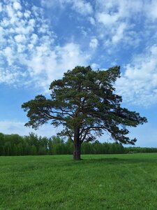 Баобаб (Novosibirsk Region, Iskitimskiy rayon, Morozovskiy selsovet), doğa  Novosibirskaya oblastından