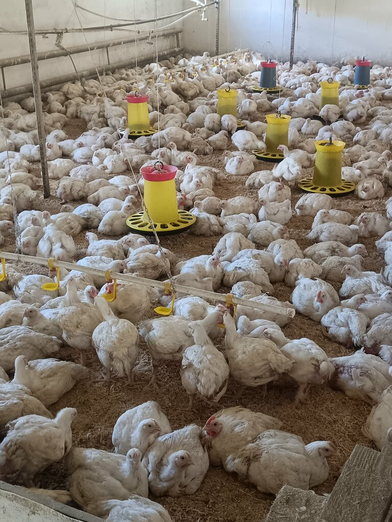 Hayvancılık Ferma Lanshir, Vladimirskaya oblastı, foto