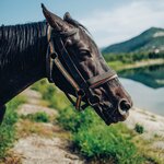 Horse93 (Krasnodar Territory, Municipal Formation of Gelendzhik), at ve binicilik kulüpleri  Krasnodarski krayından