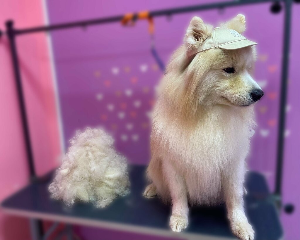 Evcil hayvan kuaförleri Зоопарикмахерская у Плюшевой, Riazan, foto