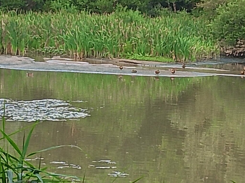Park, sokak heykeli Бобры, Moskova, foto