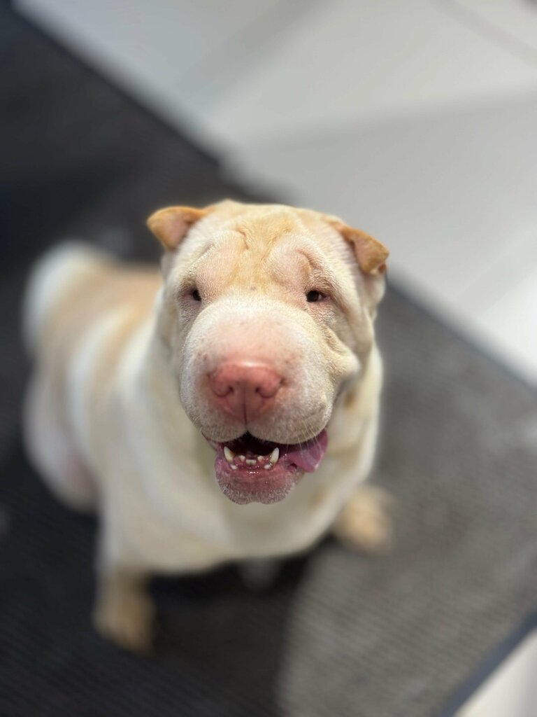 Evcil hayvan kuaförleri Кошечки&Собачки, Barnaul, foto