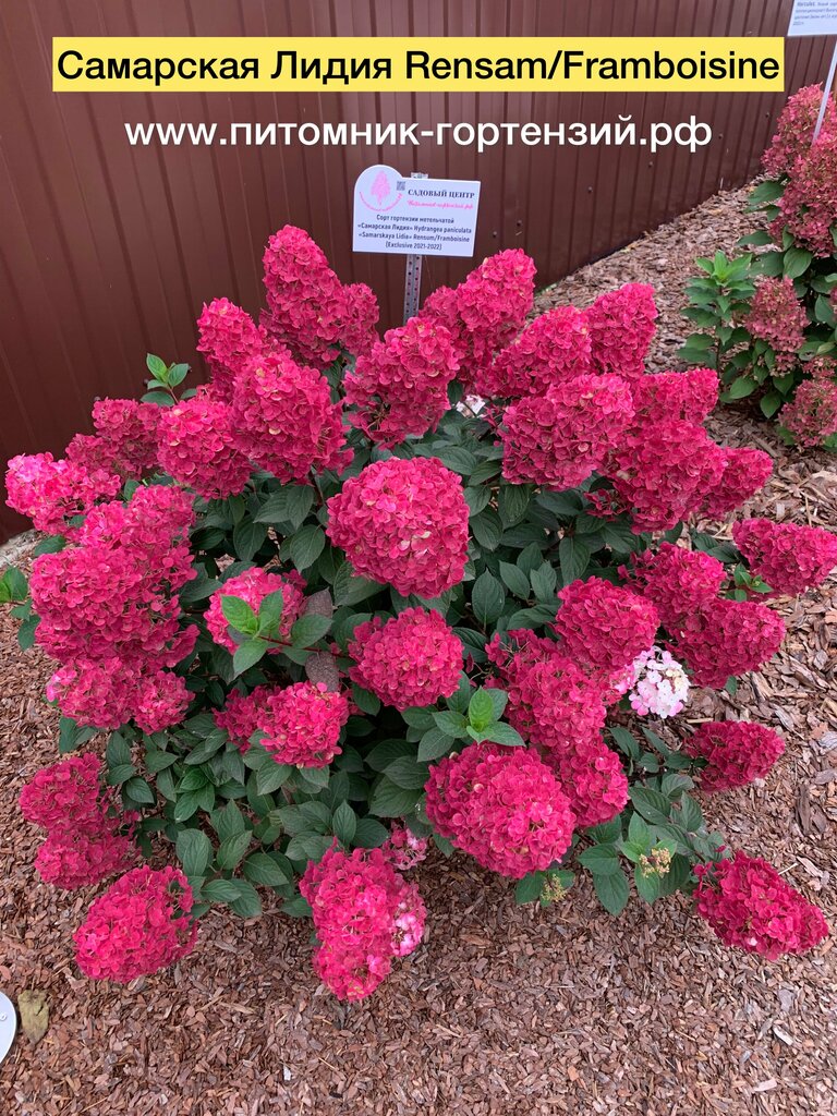 Sera ve bahçe ürünleri Nursery Hortensia, Moskova, foto