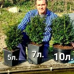 Саженцы Крыма Патраков (улица Кирова No:1, село Красный Мак), fidan yetiştiriciliği  Kırım Cumhuriyeti'nden