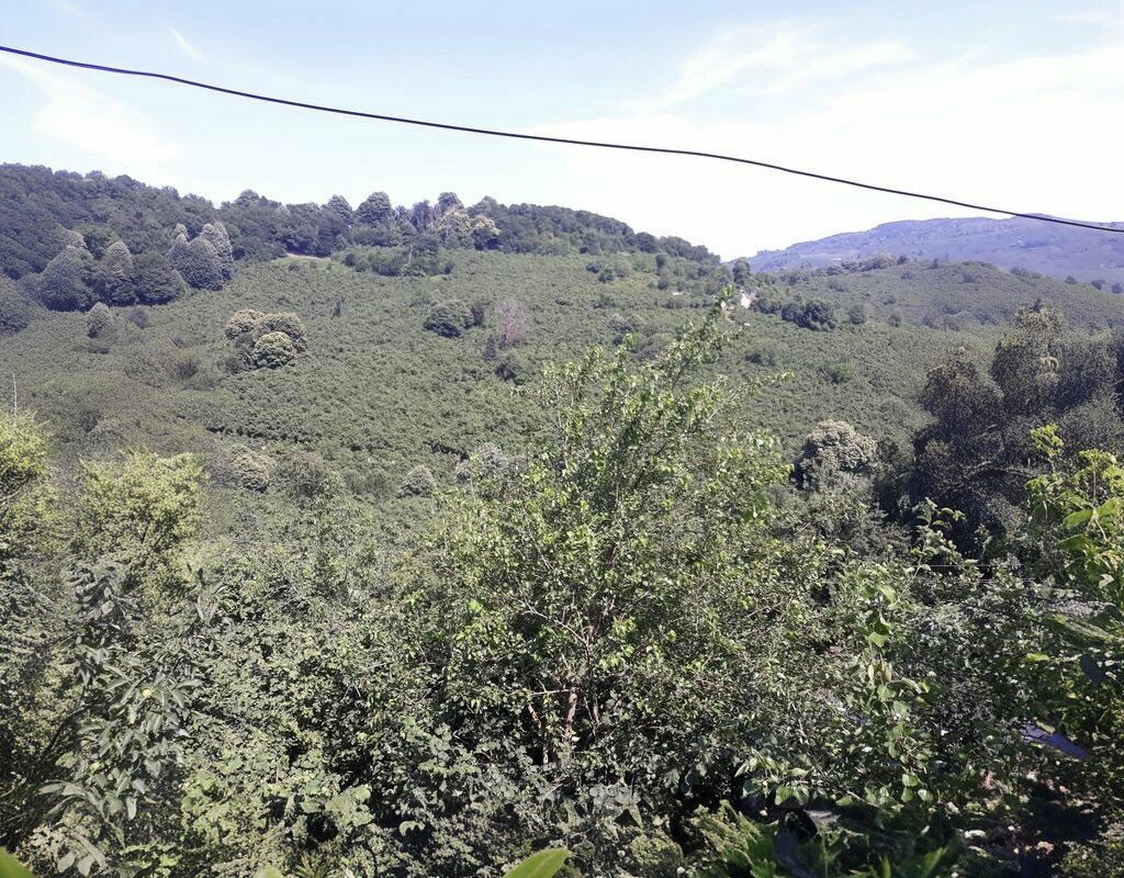 Muhtarlıklar Koçullu Köy Muhtarlığı, Akçakoca, foto