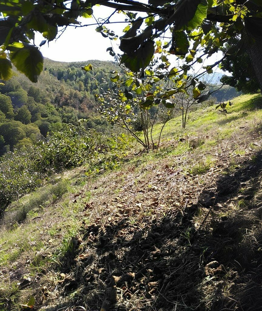 Muhtarlıklar Naşlar Köy Muhtarlığı, Yığılca, foto