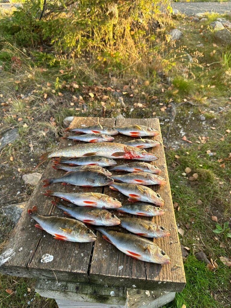 Tatil köyleri Ведлозеро, Karelya, foto