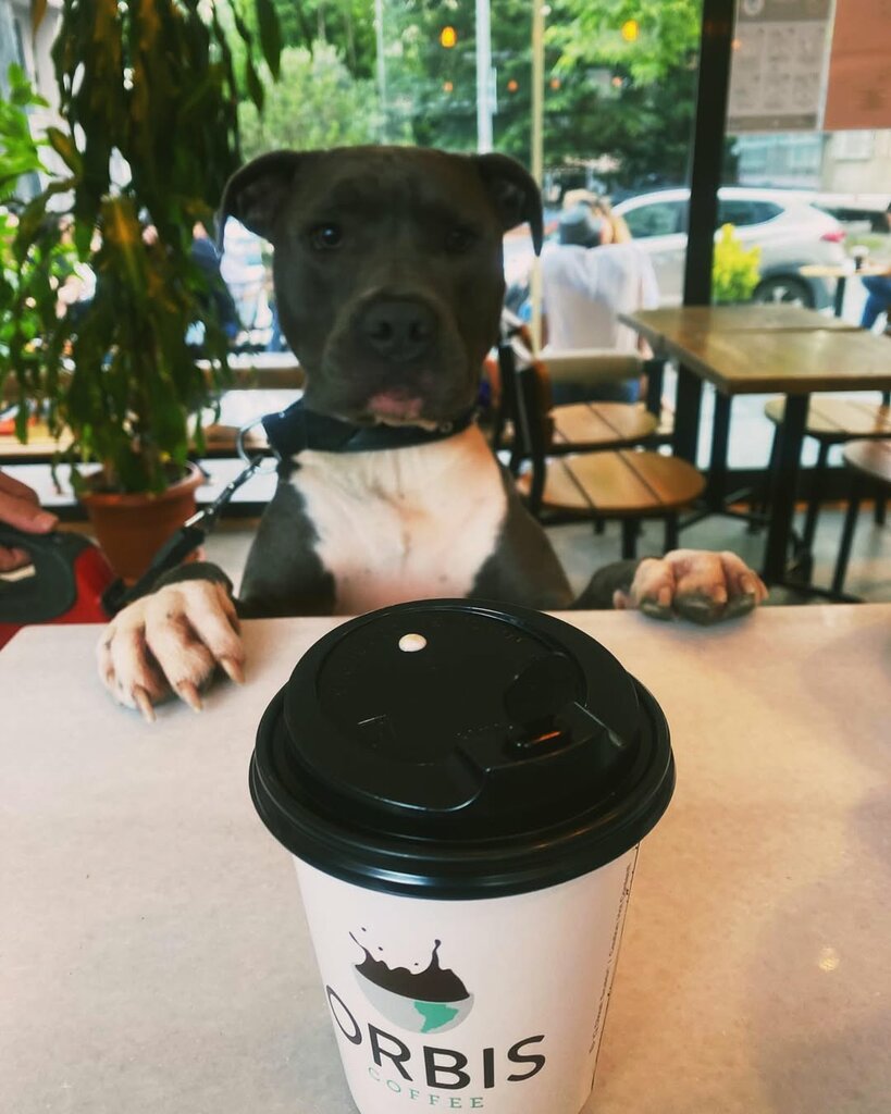 Kahve dükkanları Orbis Coffee, İstanbul, foto