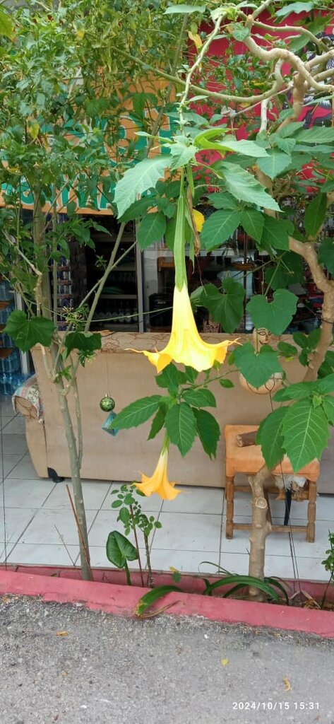 Toplu taşıma durağı Toplu taşıma durağı, Alanya, foto