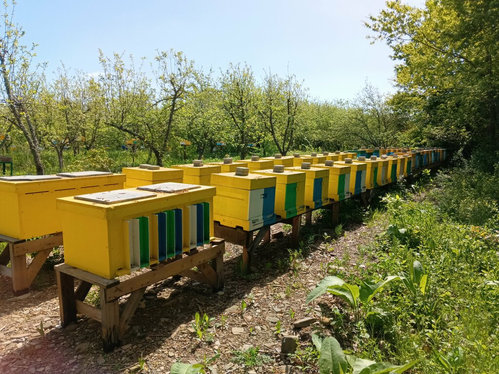 Bal ve arıcılık firmaları Живой дом, Krasnodarski krayı, foto