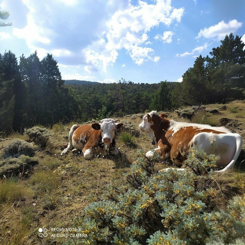 Muhtarlıklar Söbeçimen Köy Muhtarlığı, Çayıralan, foto