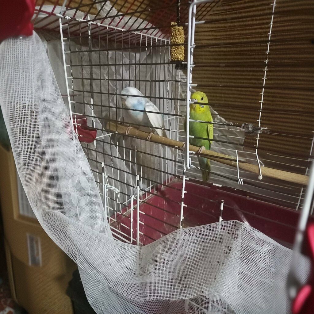 Petshop Ardiçlar AV Bayi Pet Shop, Afşin, foto