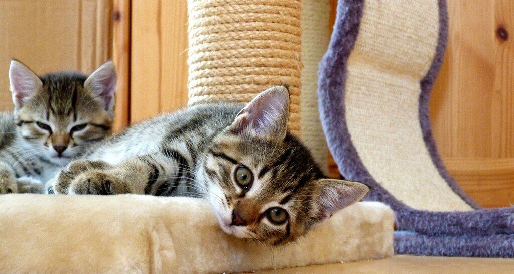 Veteriner klinikleri Lima Veteriner Kliniği, İstanbul, foto