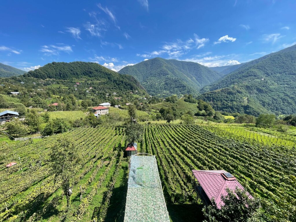 Şaraphane Shervashidze Wine Cellar, , foto