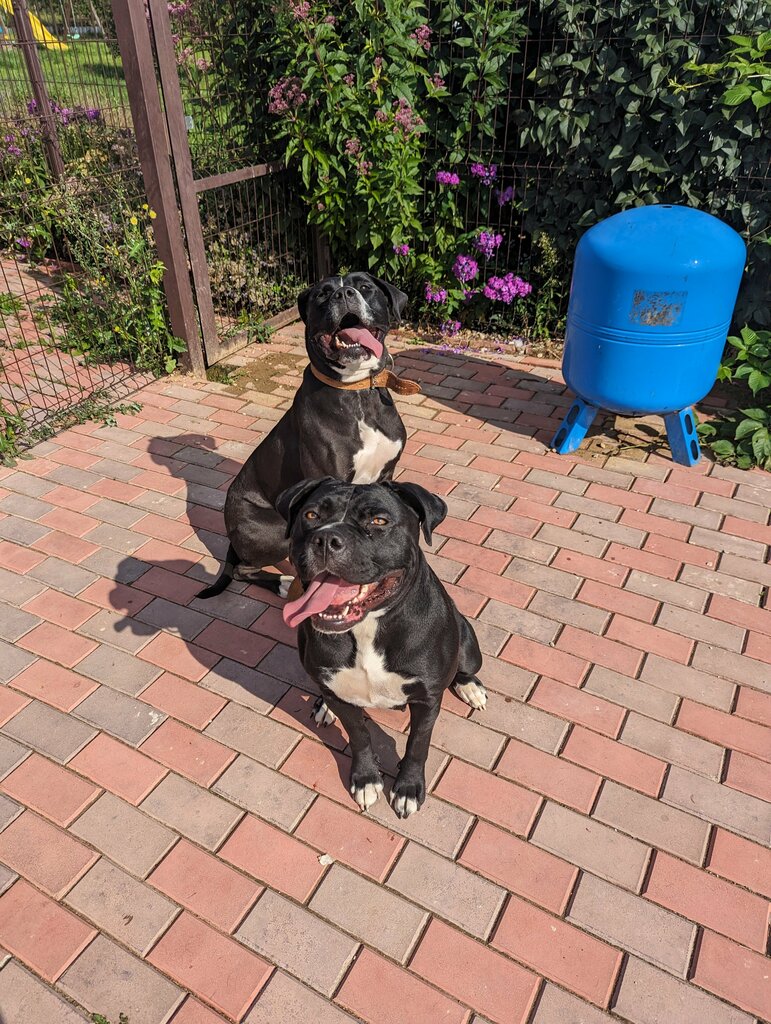 Pet otel Sobachel, Moskova ve Moskovskaya oblastı, foto