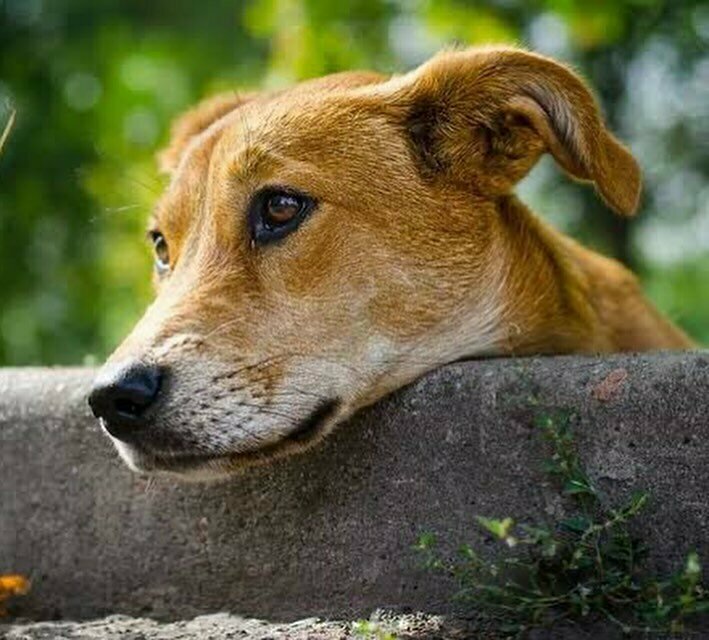 Veteriner klinikleri Sempati Veteriner Kliniği, İstanbul, foto