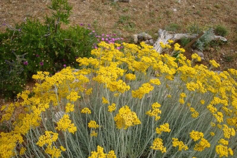 Tarım ürünleri firmaları Lavanta Saray Ceydali Tarım, Saray, foto