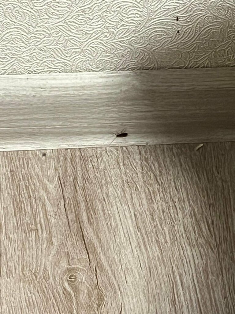 Kısa süreli konaklama Апартаменты Парковый Бульвар 2, Moskova ve Moskovskaya oblastı, foto