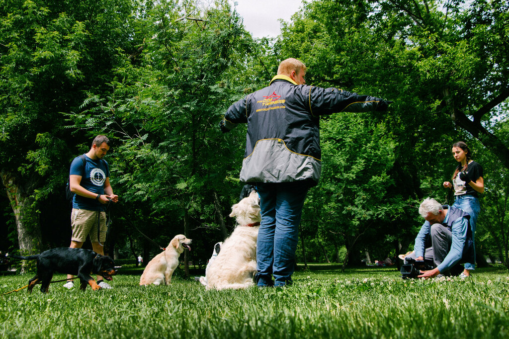 Köpek hizmeti Компаньон в городе, Samara, foto